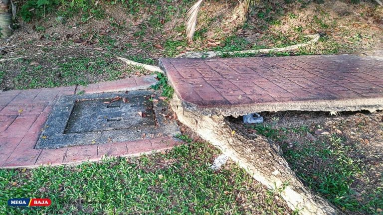 Hati-hati! Akar Pohon Ini Bisa Merusak Bangunan Rumahmu